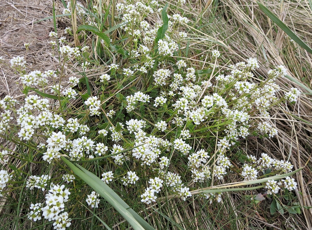 Strandurter fra Agger Tange