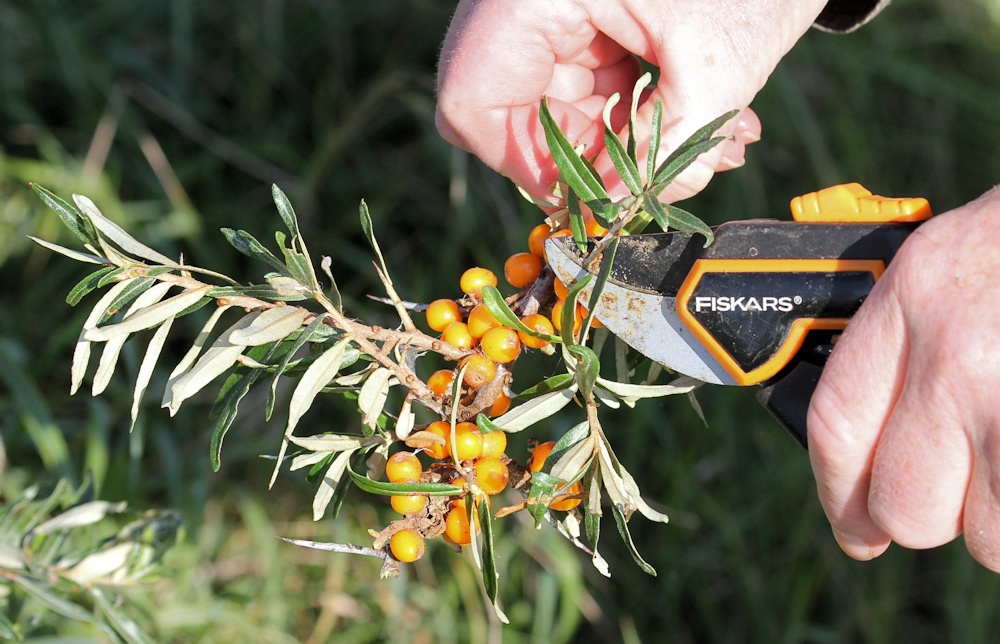 Havtorn – nordens citron