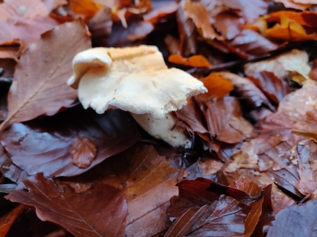 Pigsvamp kommer frem fra skovbundens dække af visne blade. Foto: Mie ...
